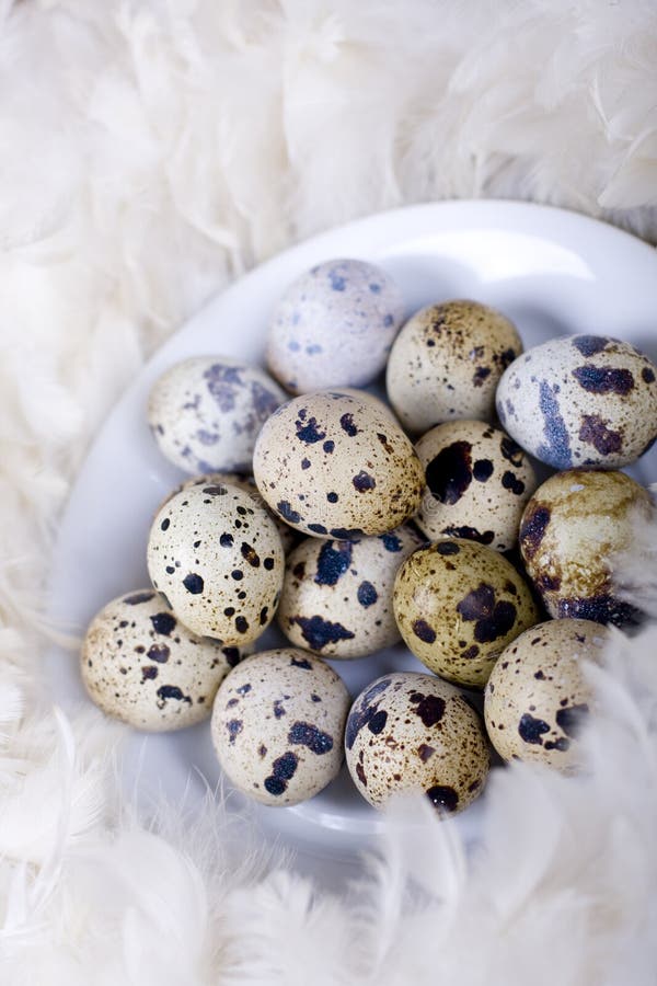 Partridge eggs stock photo. Image of gourmet, eggshell - 12078268