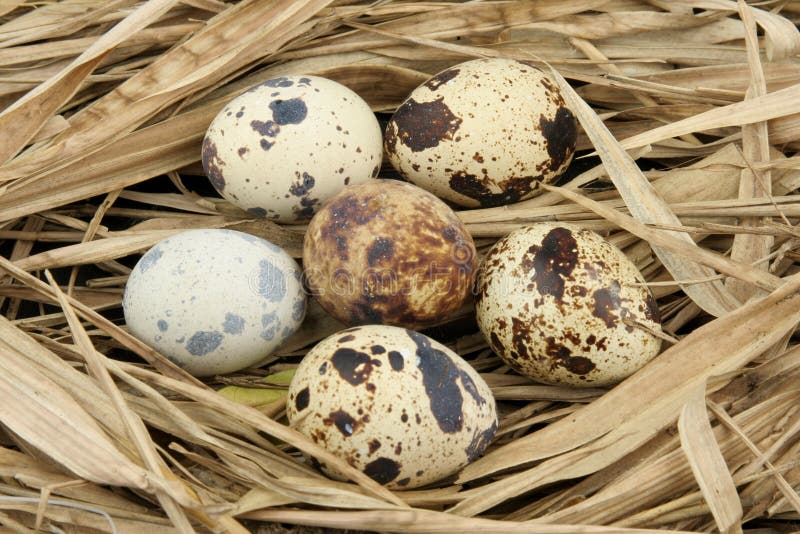 Partridge eggs stock photo. Image of fresh, food, partridge - 19394874