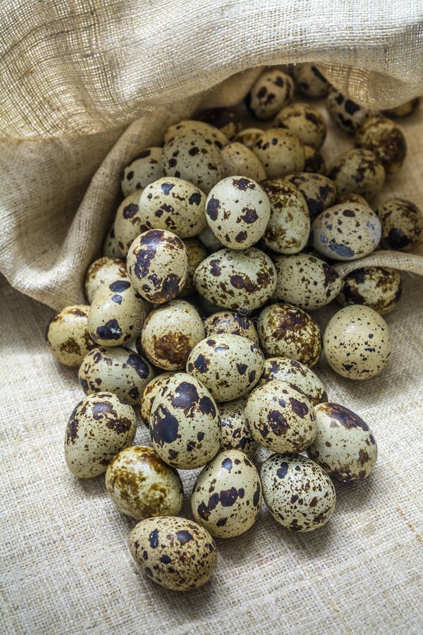 Partridge eggs stock image. Image of diet, food, plate - 11333489