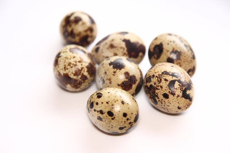 Partridge eggs stock photo. Image of eggshell, breakfast - 12078268