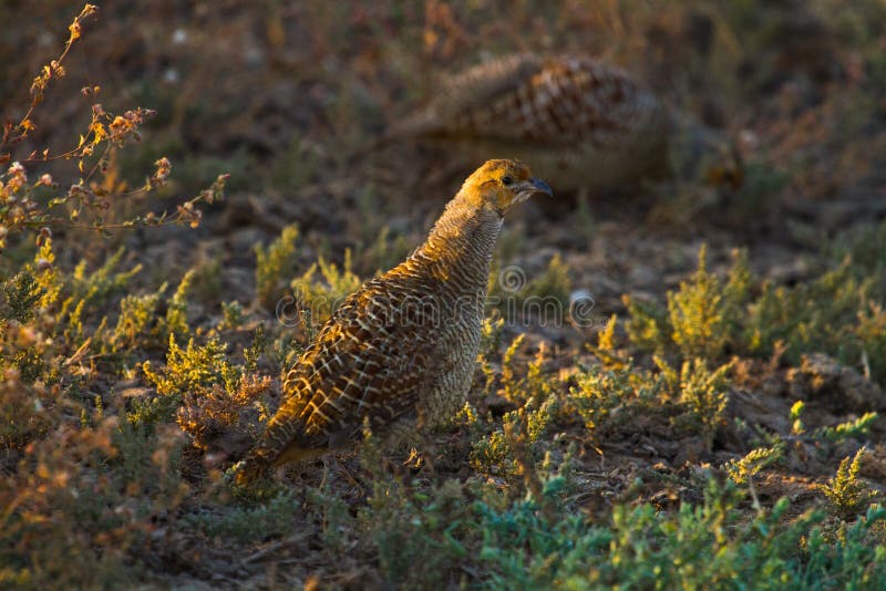 Partridge or Francolin stock image. Image of bird, bushes - 185511573