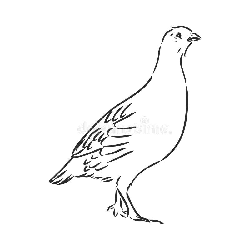 Partridge, Grouse Sketch Birds in the Village, Poultry Stock Vector ...