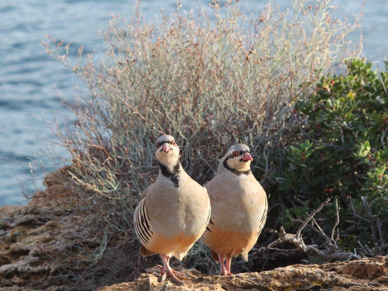 Bird Partridge Hen Alectoris Chukar Stock Photo - Image of duck, brown ...