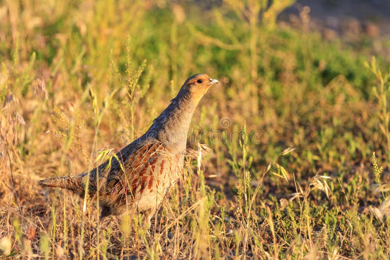 Partridge Hiding from Hunters on the Sidelines Stock Image - Image of ...