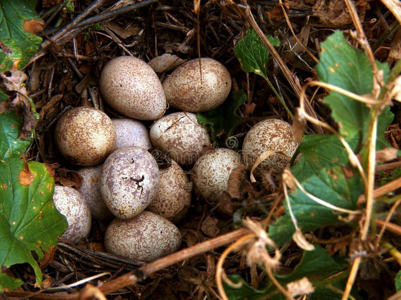356 Partridge Nest Stock Photos - Free & Royalty-Free Stock Photos from ...