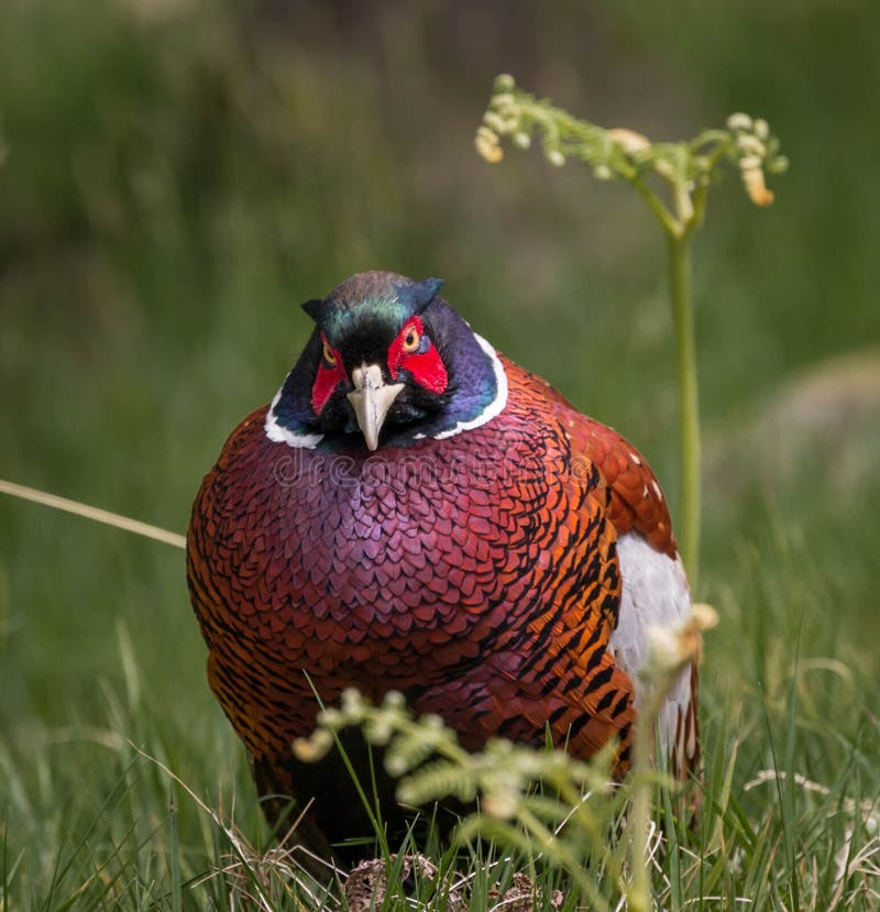 1,006 Partridge Male Photos - Free & Royalty-Free Stock Photos from ...