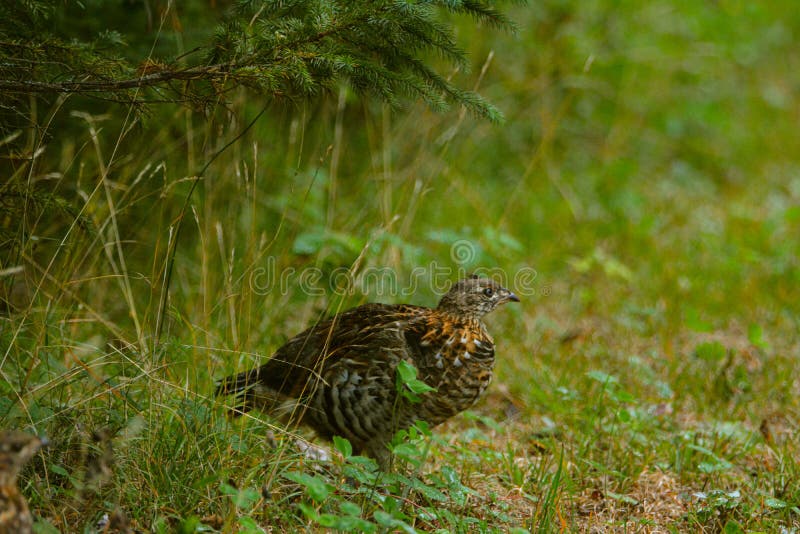 Partridge Ruffed Grouse in Canadian Forest in Quebec Stock Photo ...