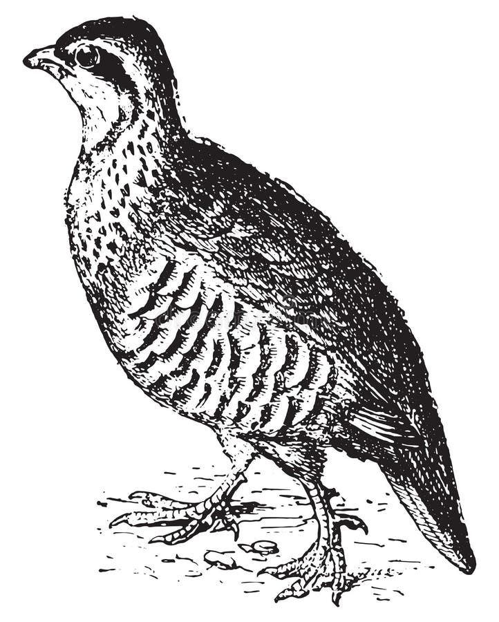 Partridge Drawing Stock Illustrations – 311 Partridge Drawing Stock ...