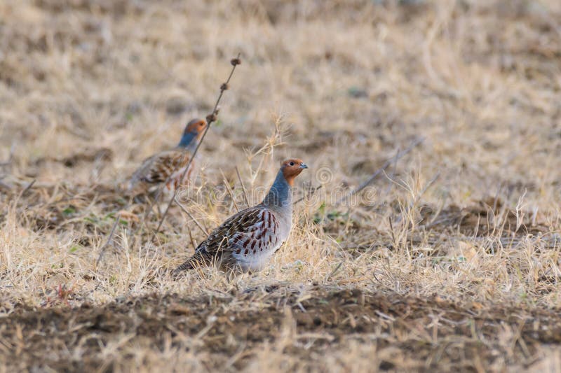 The colors of nature stock photo. Image of spring, natural - 117261742
