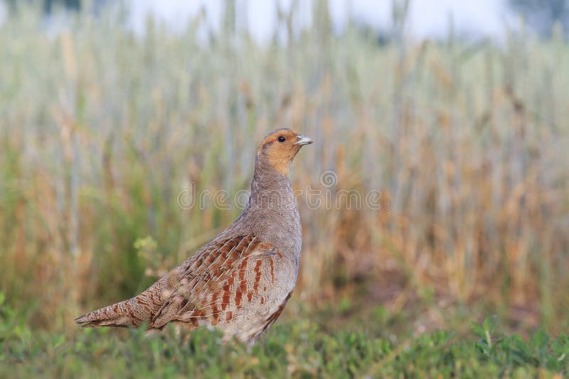 Partridge in a wheat field stock photo. Image of length - 67639570