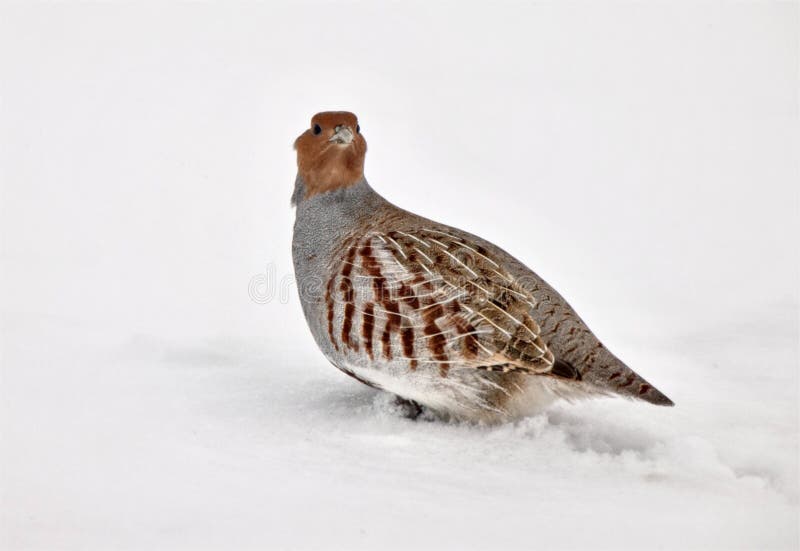 Partridge in Winter stock photo. Image of feather, snow - 211705954