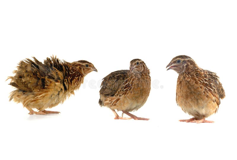 Partridges stock photo. Image of season, chick, isolated - 17695234