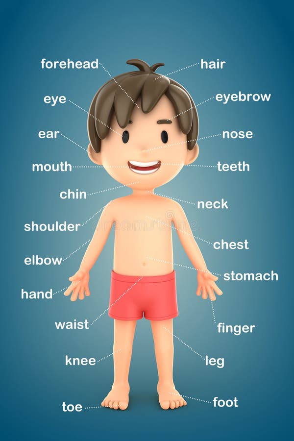 Human Body Parts Labeled For Kids Human Body Diagram Stock