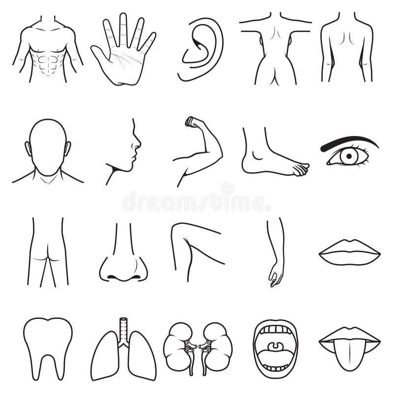 Parts of the body stock illustration. Illustration of human - 21767394