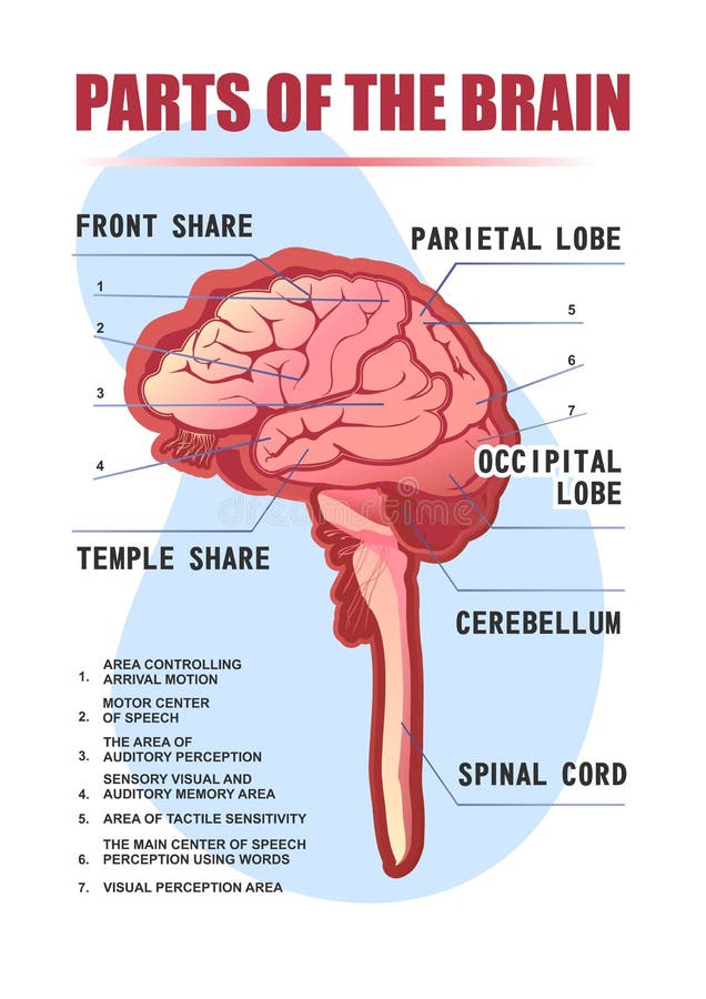 Parts of the Brain Educational Scheme Stock Vector - Illustration of ...
