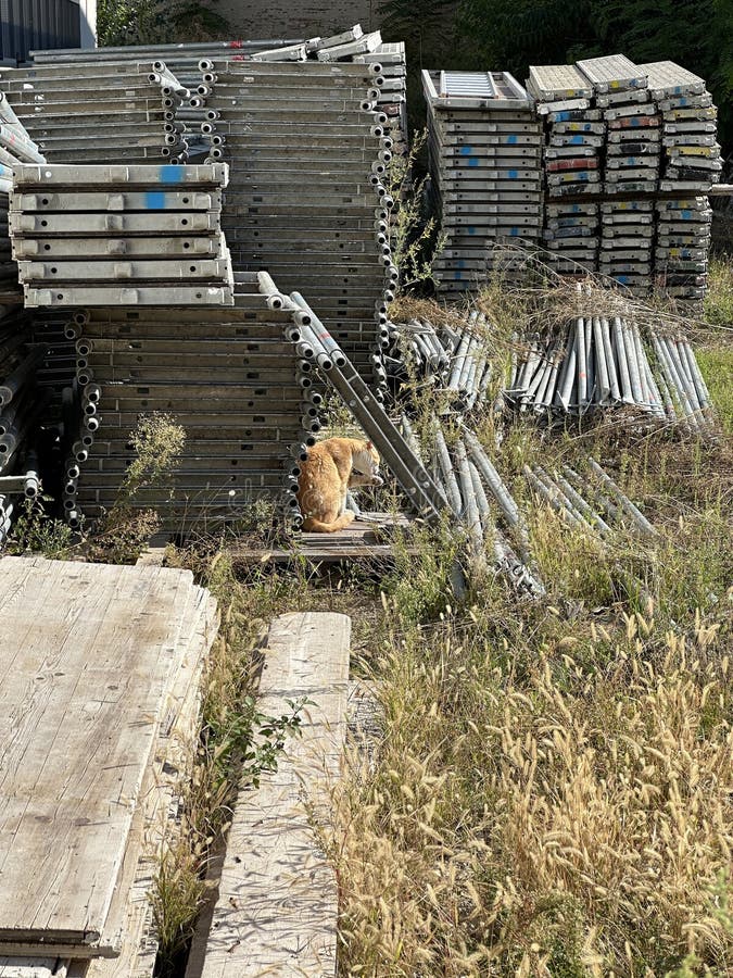 Parts of Construction Frames at the Construction Site and a Cat Stock ...