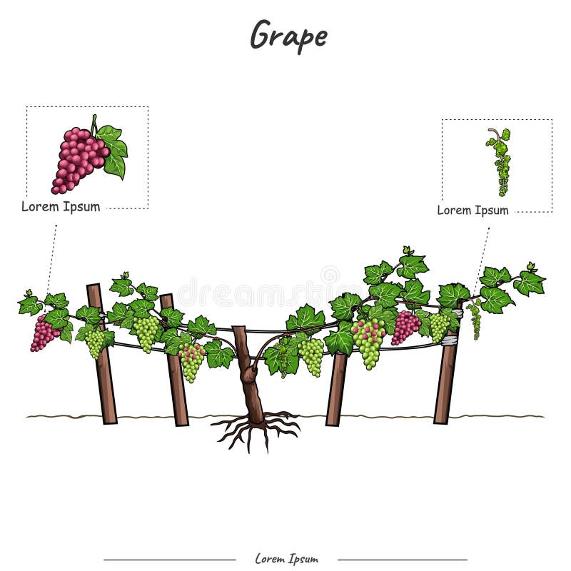 Parts of Grape Plant or Tree Stock Vector - Illustration of grape ...