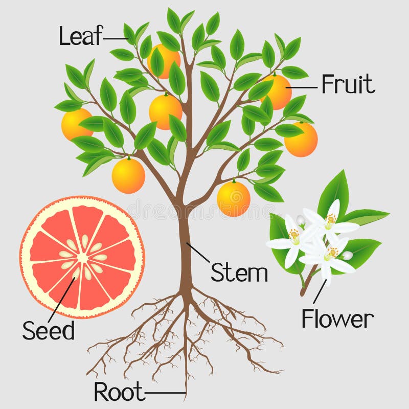 Parts Tree Stock Illustrations – 3,195 Parts Tree Stock Illustrations ...