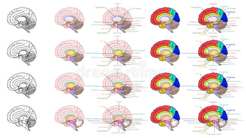 Brain Anatomy Side View Stock Illustrations – 1,928 Brain Anatomy Side ...