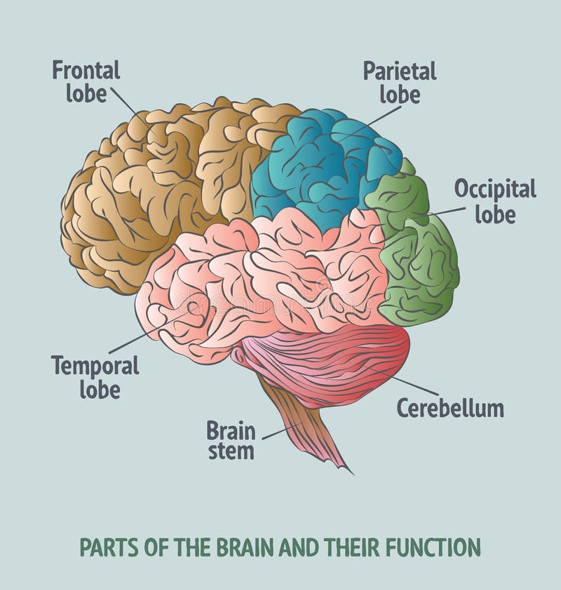 Parts of the human brain stock vector. Illustration of raster - 60849960