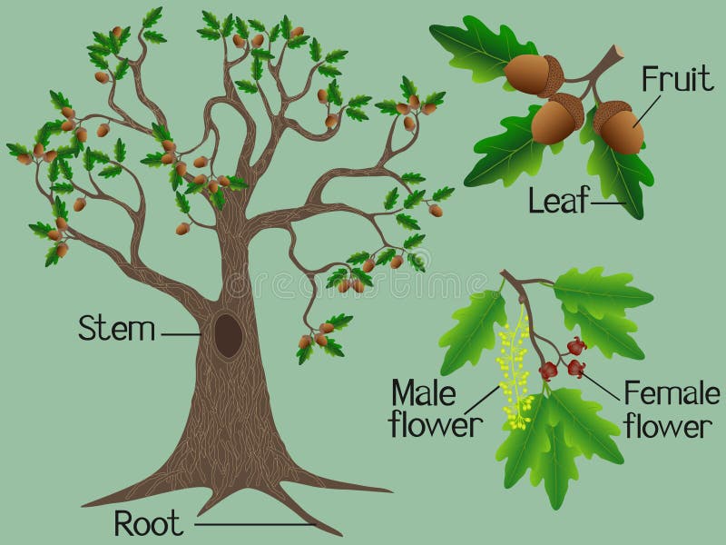 Parts of Plant. Morphology of Oak Tree with Acorns, Green Leaves and ... Parts of Plant. Morphology of Oak Tree with Acorns, Green Leaves and ...