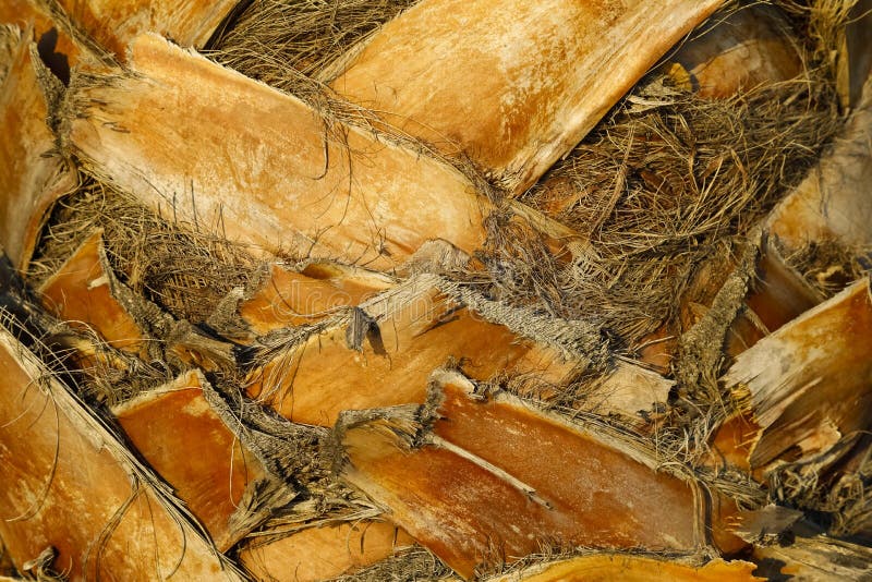 Palm tree leaf stems stock photo. Image of grow, wood - 130891142