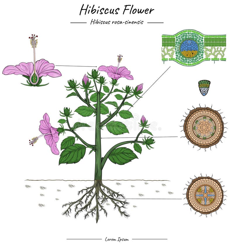 Parts of Plant or Plant Anatomy Template Stock Vector - Illustration of ...