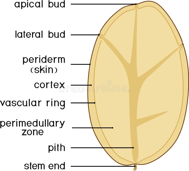 Structure of the Potato Plant on a White Background. Stock Vector ...