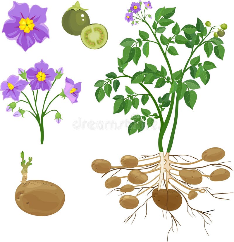 Parts of potato plant stock vector. Illustration of green - 119128801
