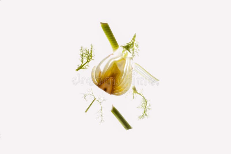 Parts of a Raw Fennel Thinly Cut Open. Stock Photo - Image of detail ...