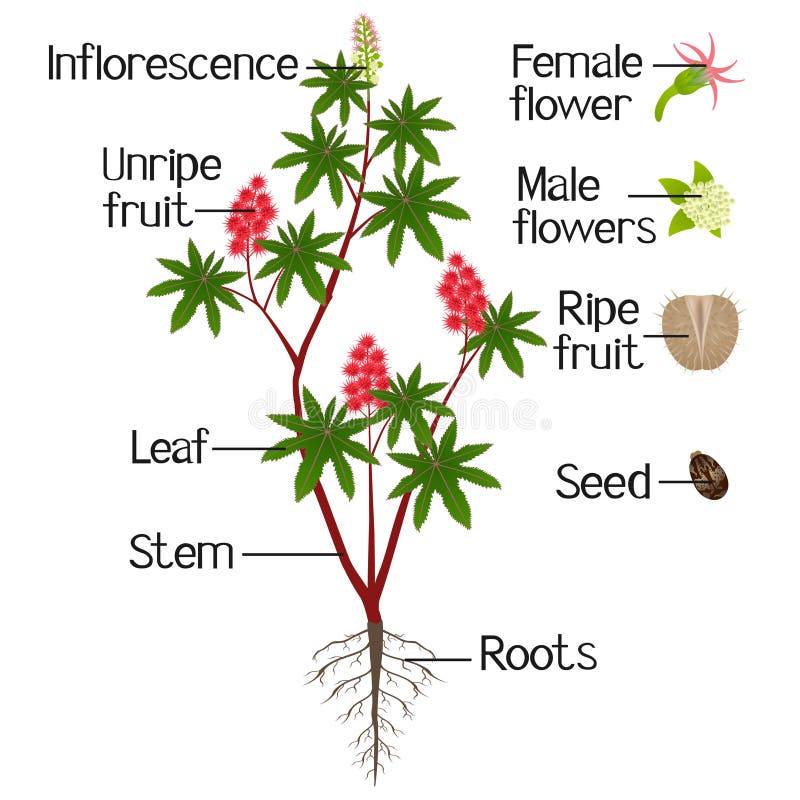 Castor Fruit Stock Illustrations – 82 Castor Fruit Stock Illustrations ...