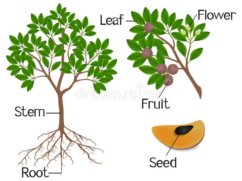 Parts of Sapote Tree on a White Background. Stock Vector - Illustration ...