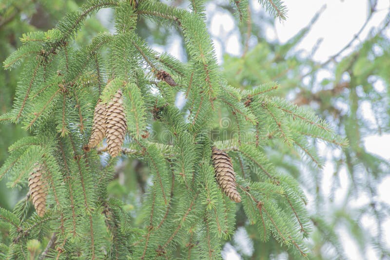 Parts of a Spruce Tree, Branches of a Christmas Tree with Cones Stock ...