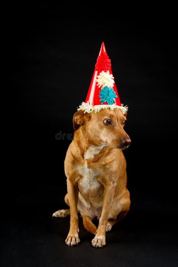 Party Animal stock photo. Image of goofy, party, welcome - 50302864