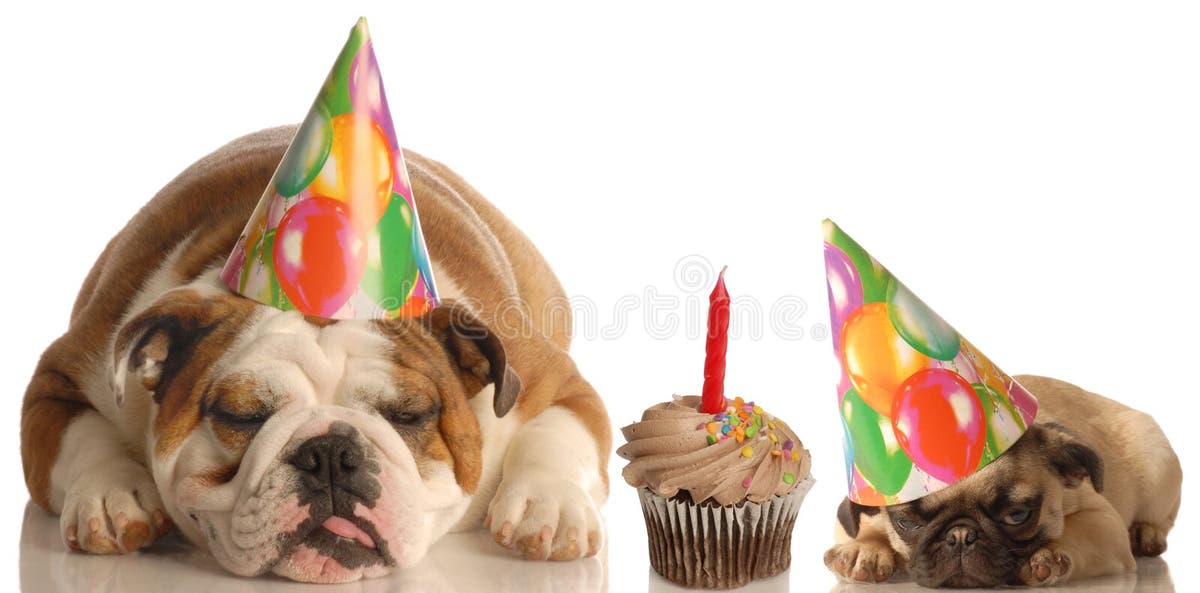 14,630 Party Animals Com Stock Photos - Free & Royalty-Free Stock ...