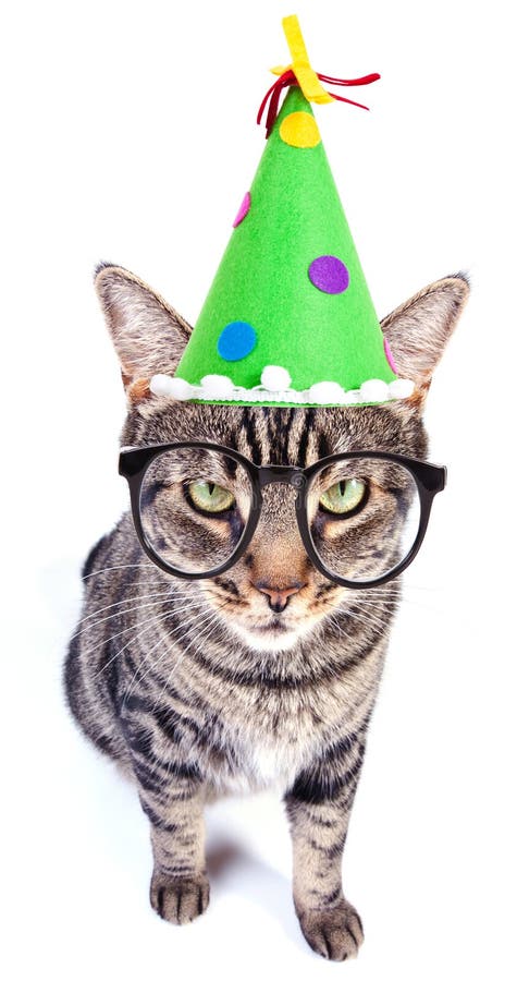 Party cat stock image. Image of adorable, humor, glasses - 26312151