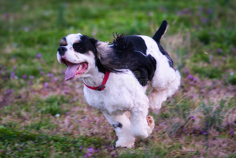 Party Colored Cocker Spaniel Running. Stock Image - Image of pedigree ...