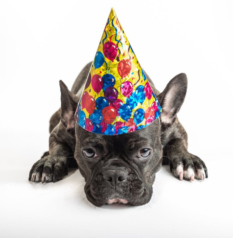 Party dogs stock image. Image of jack, pets, beagle, celebrations ...