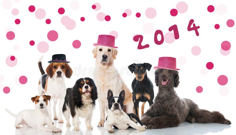Party dogs stock image. Image of jack, pets, beagle, celebrations ...