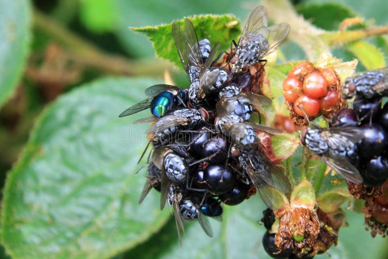 Flies Swarming Fruit Stock Photos - Free & Royalty-Free Stock Photos ...