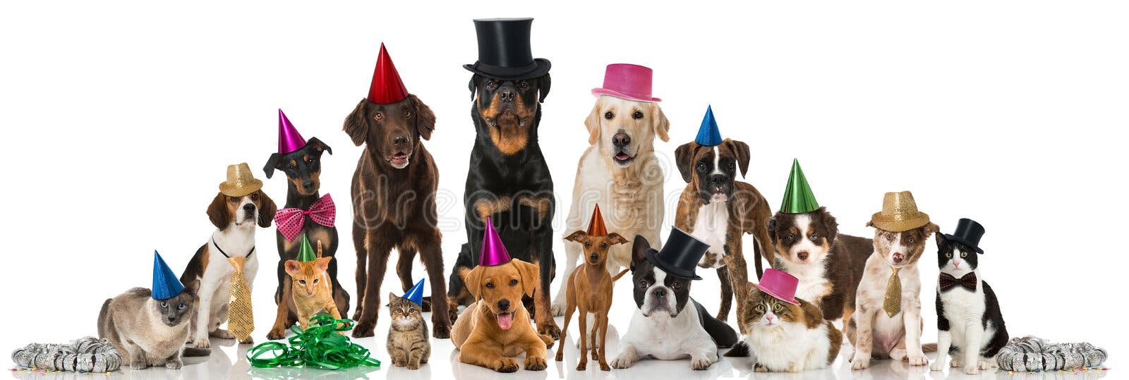 Many pets stock photo. Image of colorful, poodle, background - 87694876