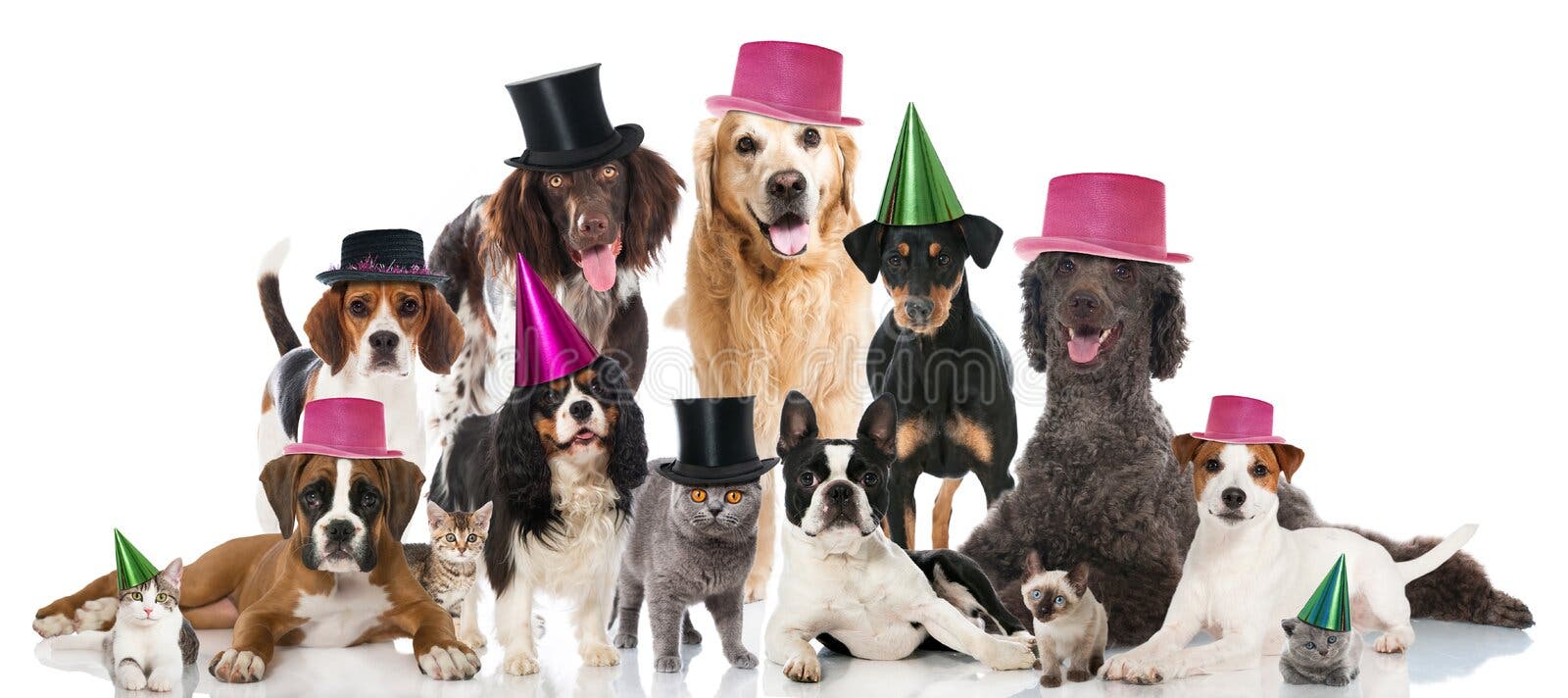 Many pets stock photo. Image of colorful, poodle, background - 87694876