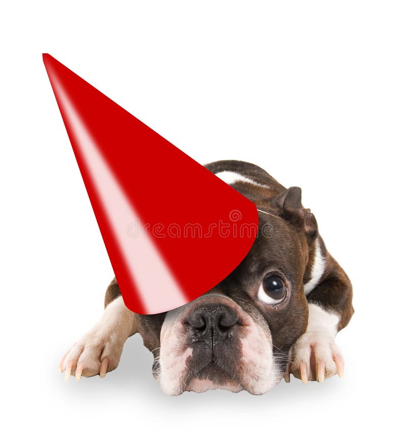 Party pooper stock image. Image of purebreed, mutt, party - 12293333