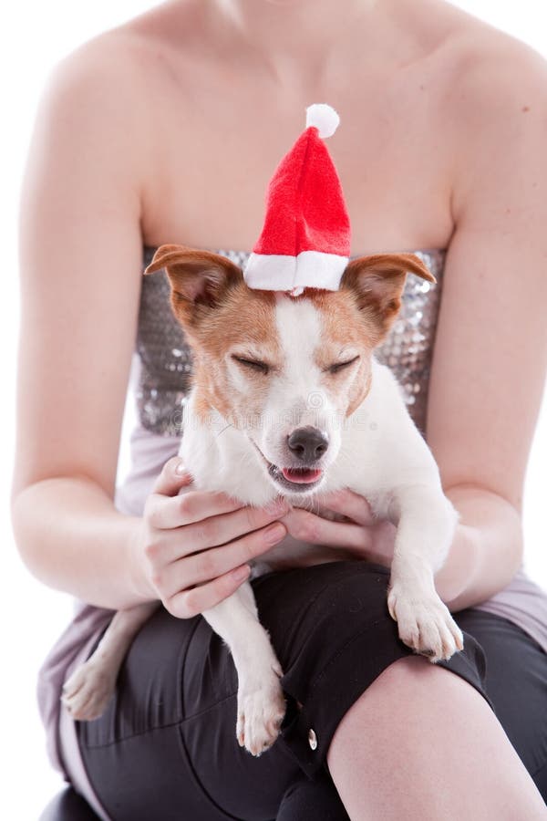 Party pooper stock photo. Image of animals, christmas - 7600622