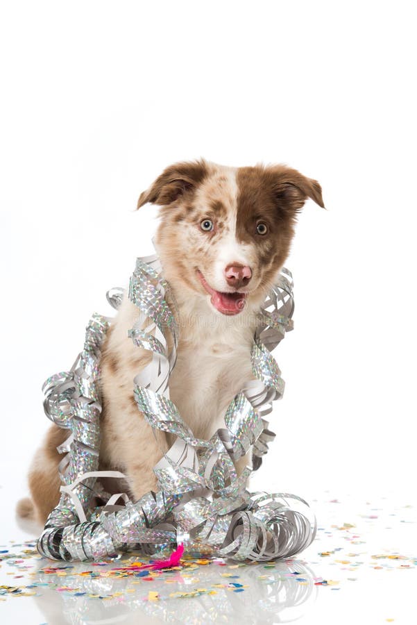 Party Puppy stock photo. Image of isolated, cutout, witty - 47694080