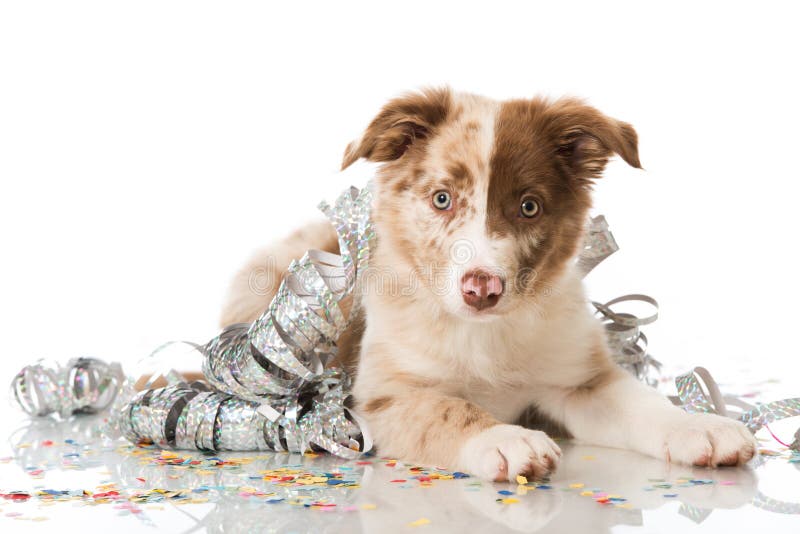 Party Puppy stock photo. Image of confetti, breed, cutout - 47694110