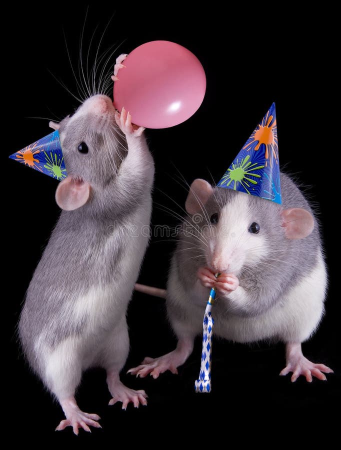 Party Rats stock image. Image of birthday, rodent, humorous - 10559703