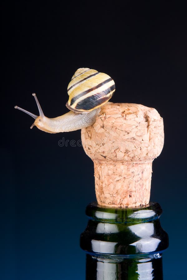Party snail stock image. Image of closeup, bottle, slow - 6839091