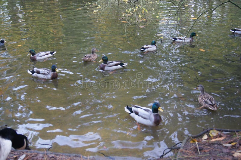 Ducks being ducks stock image. Image of lake, shore, ducks - 99247693