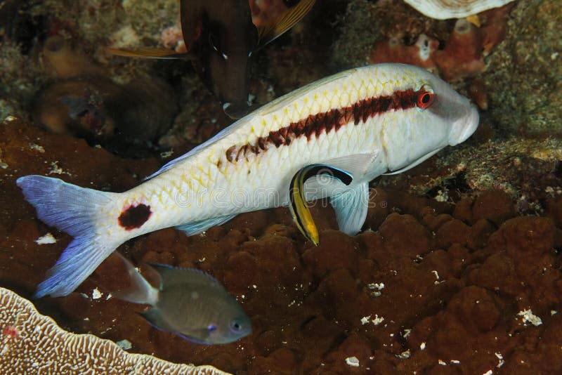 Parupeneus Barberinus - Dash-and-dot Goatfish Stock Image - Image of ...